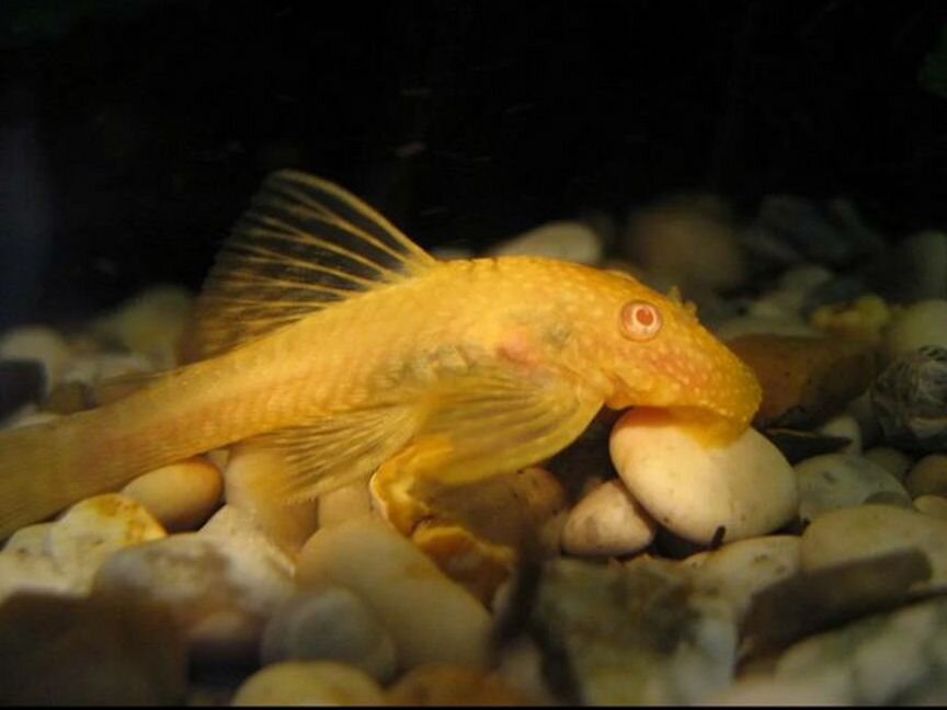 Продаём взрослых рыбок