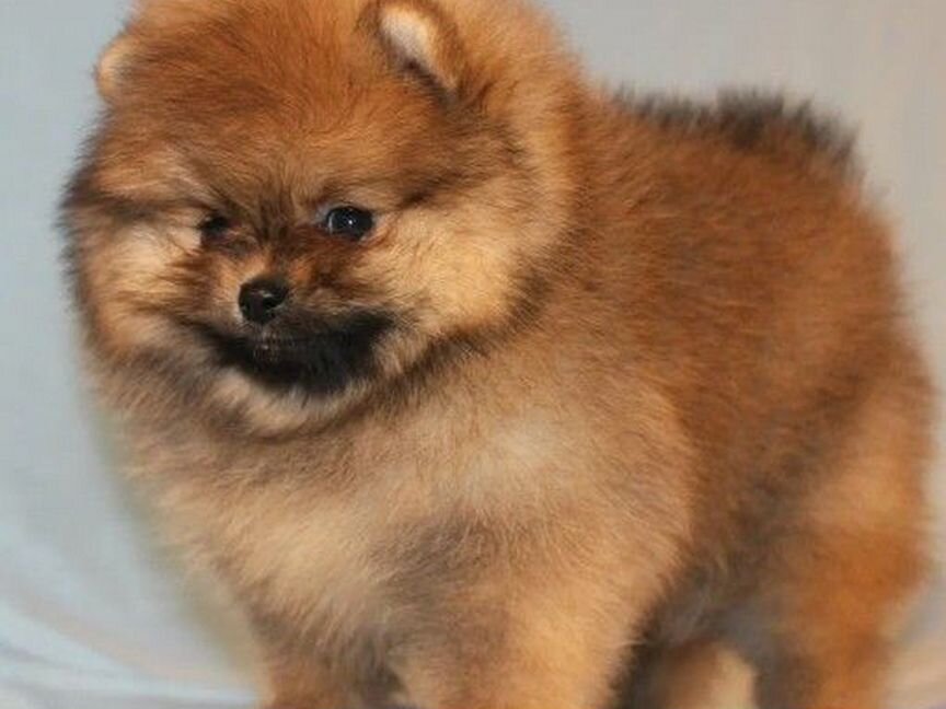 Померанский шпиц щенки соболь