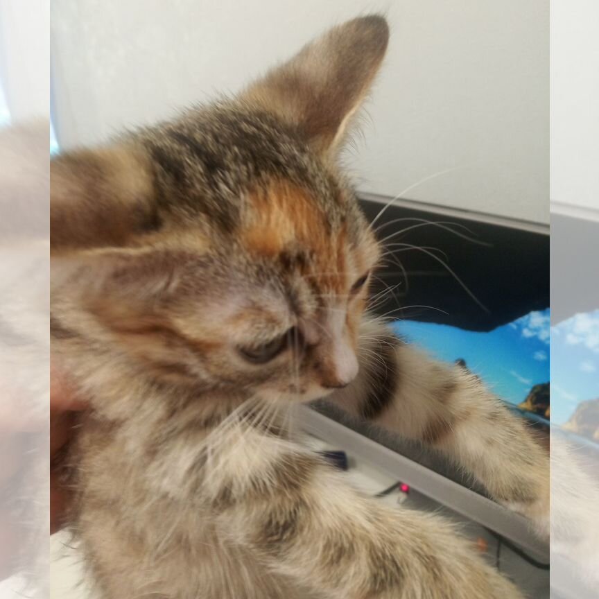 Котенок в добрые руки