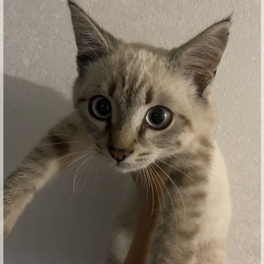 Сиамский кот