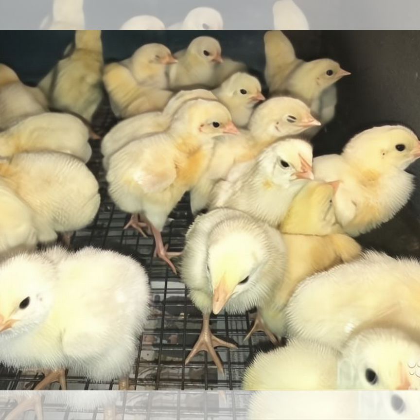 Цыплята бройлеры суточные, подрощенные. росс 308