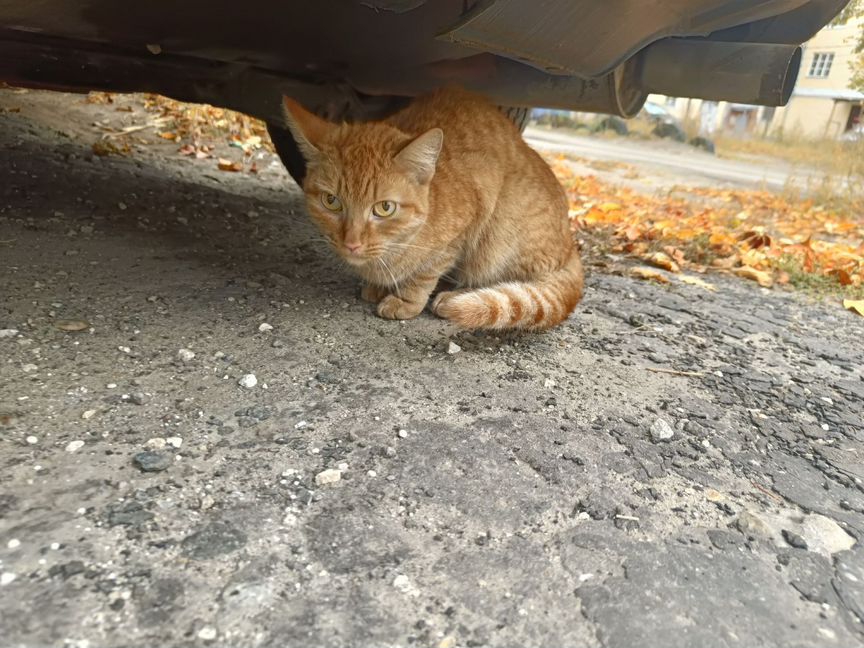 Кошка