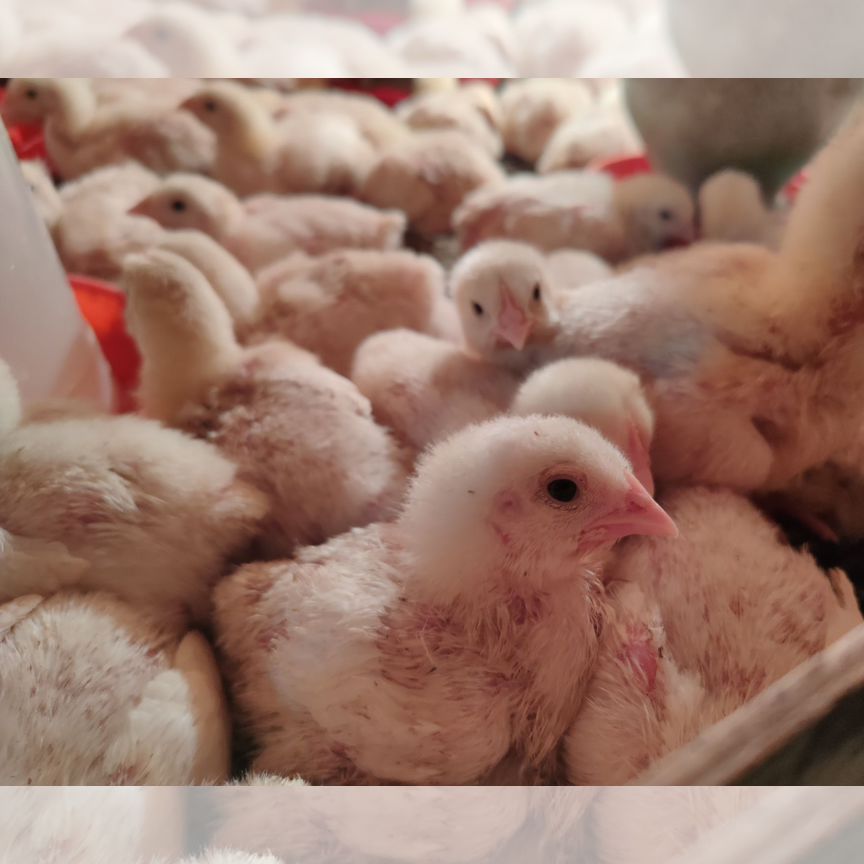 Подрощенные недельные цыплята бройлера