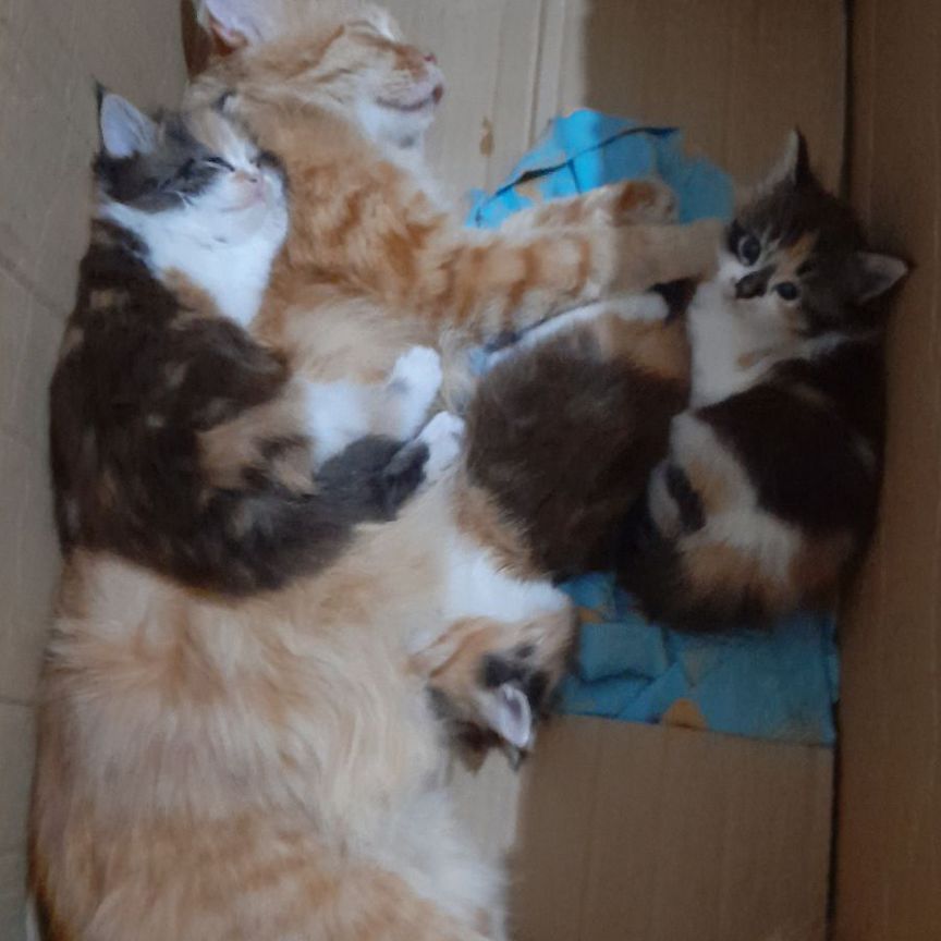 Котята митисы