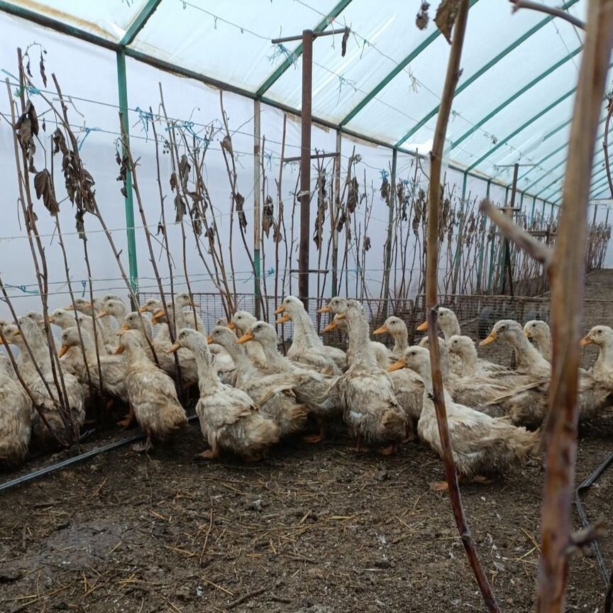 Домашние утки