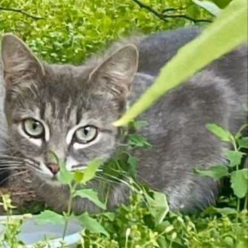 Кошечка ишет дом