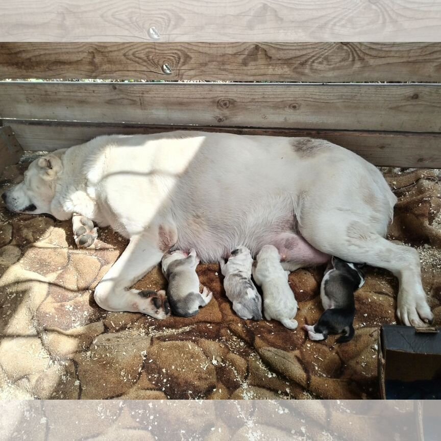 Щенки алабая