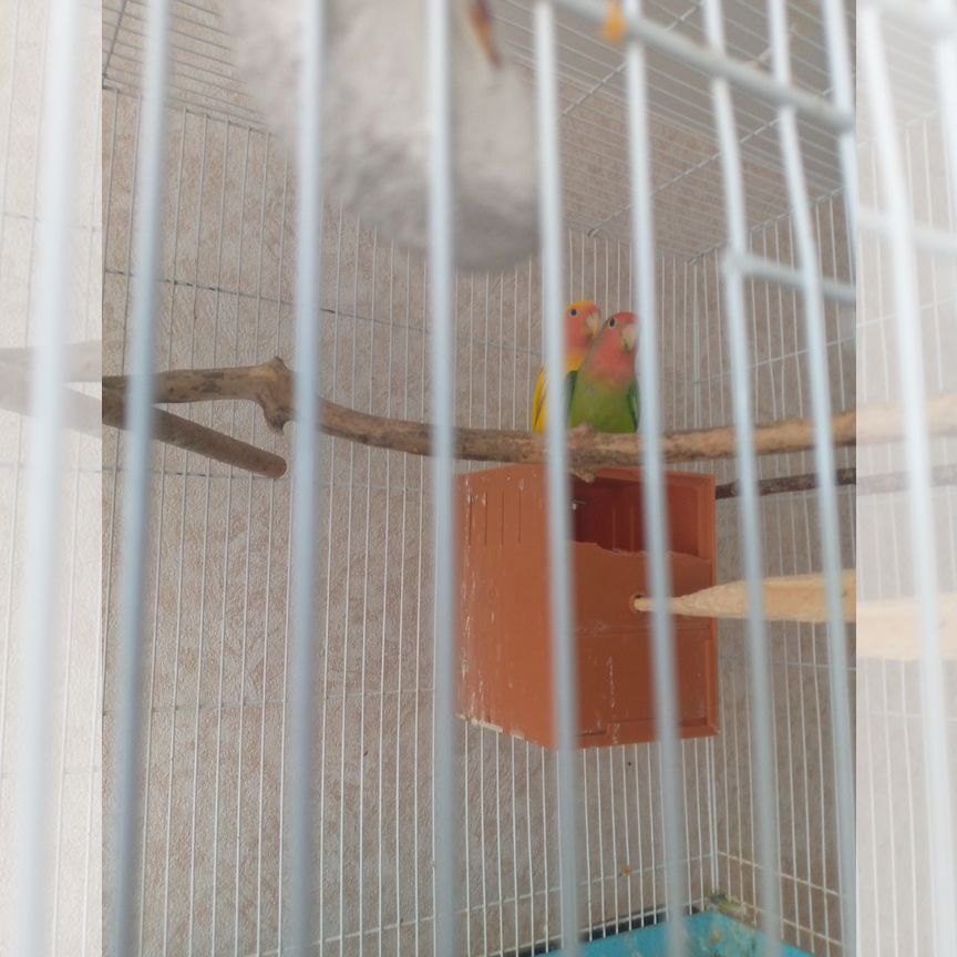 Попугай неразлучники