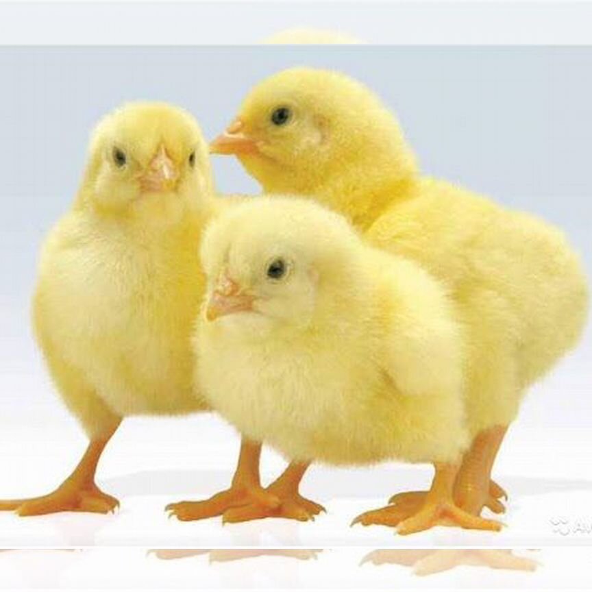 Цыплята бройлерные рос 708, Керченский инкубатор