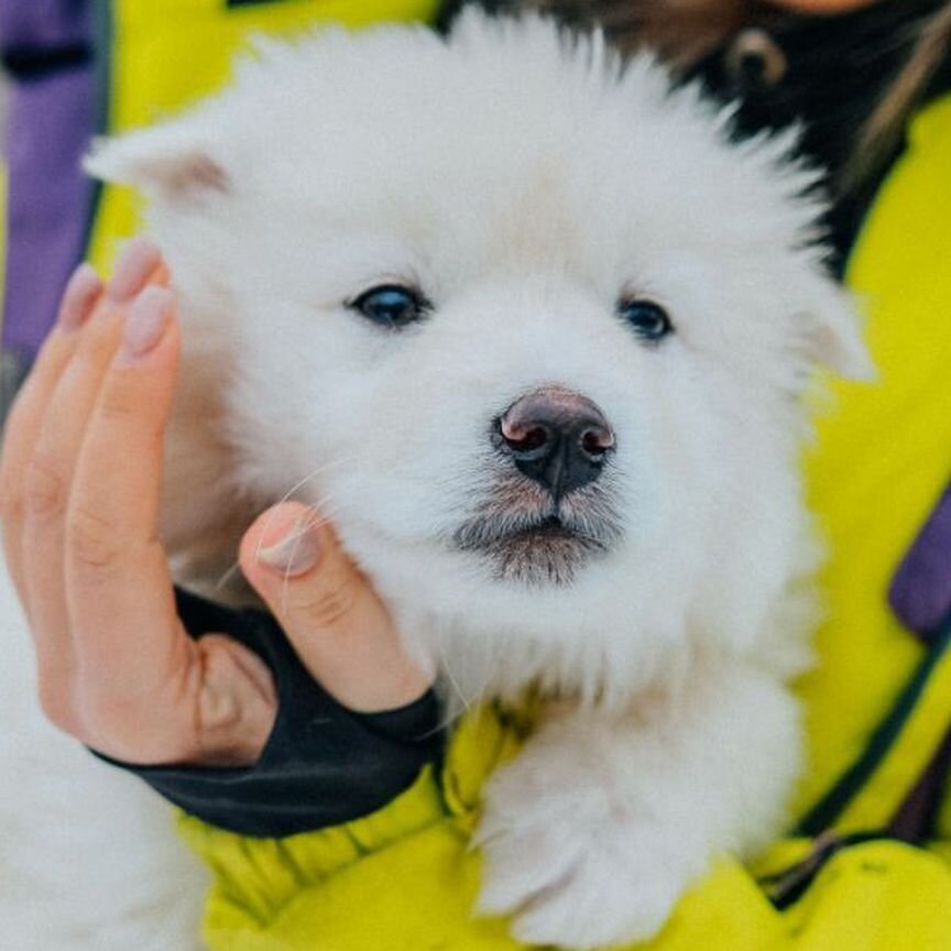 Щенок в добрые руки