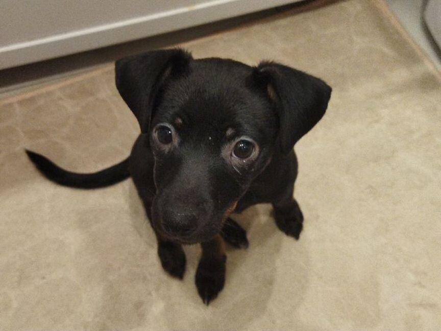 Той-терьер щенок, девочка