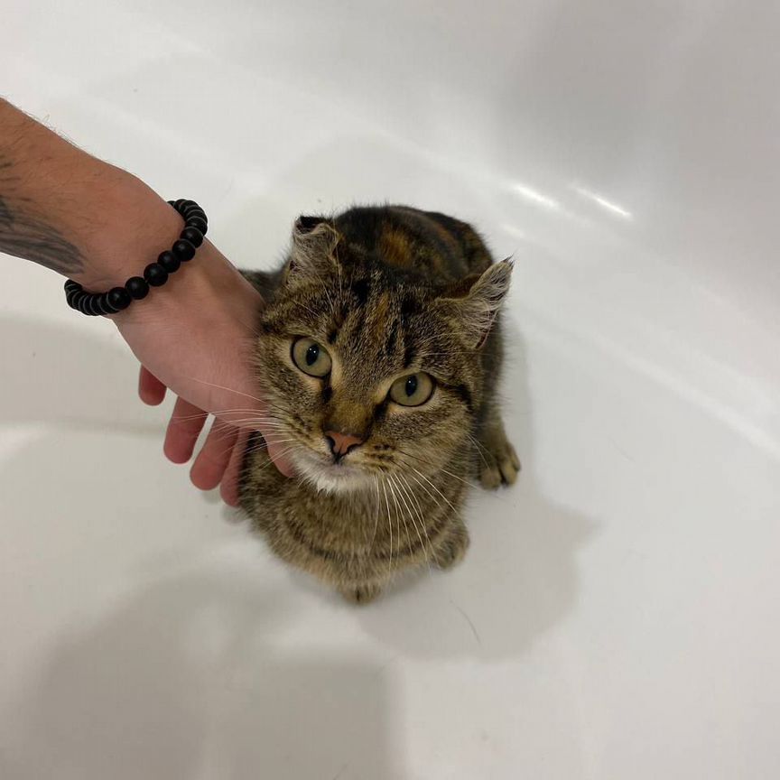 Кошка,в добрые руки