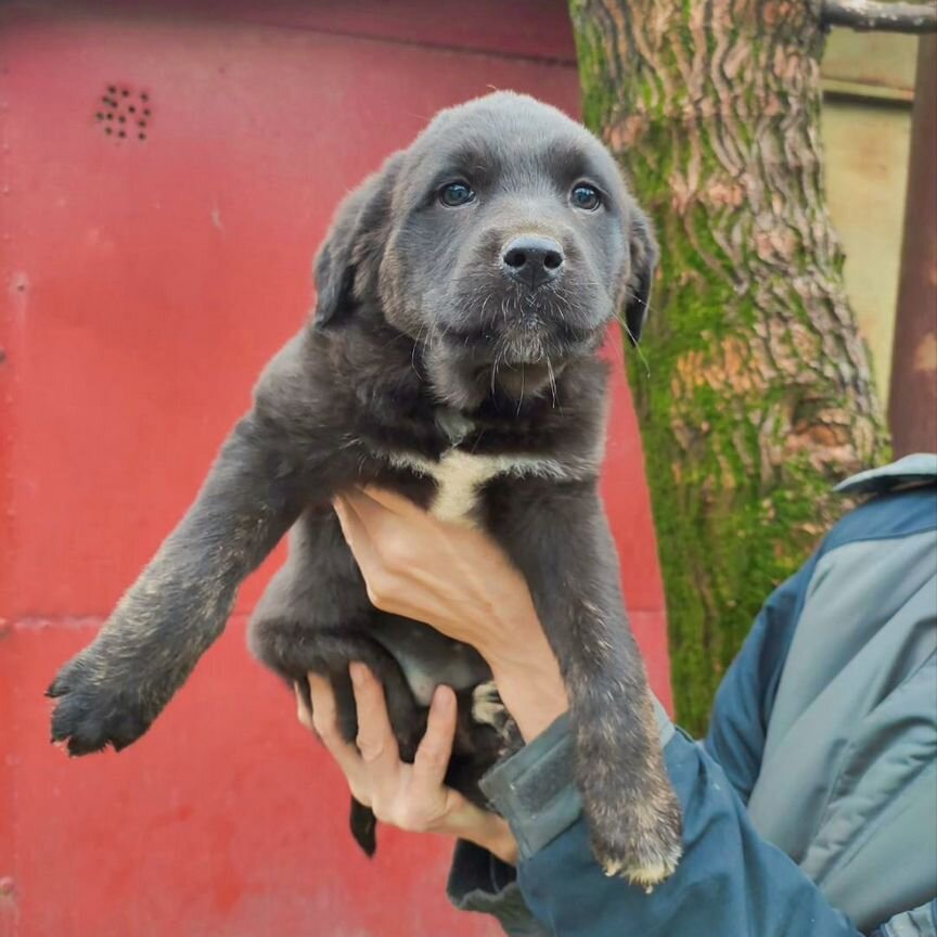 Девять кутят ищут дом