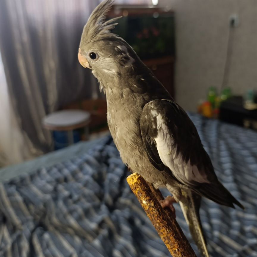 Попугай корелла птенцы 2 шт