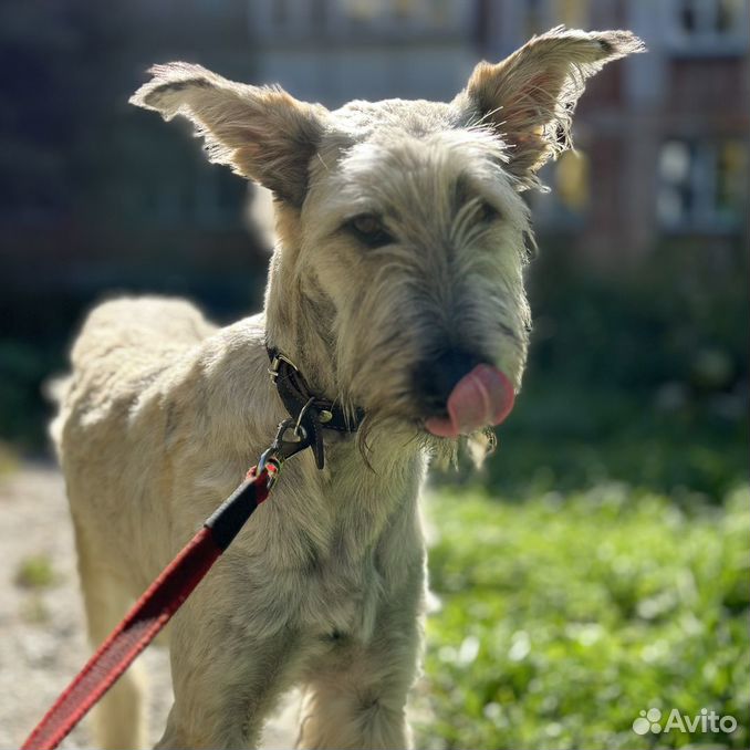 Отдам эрдельтерьера в добрый руки