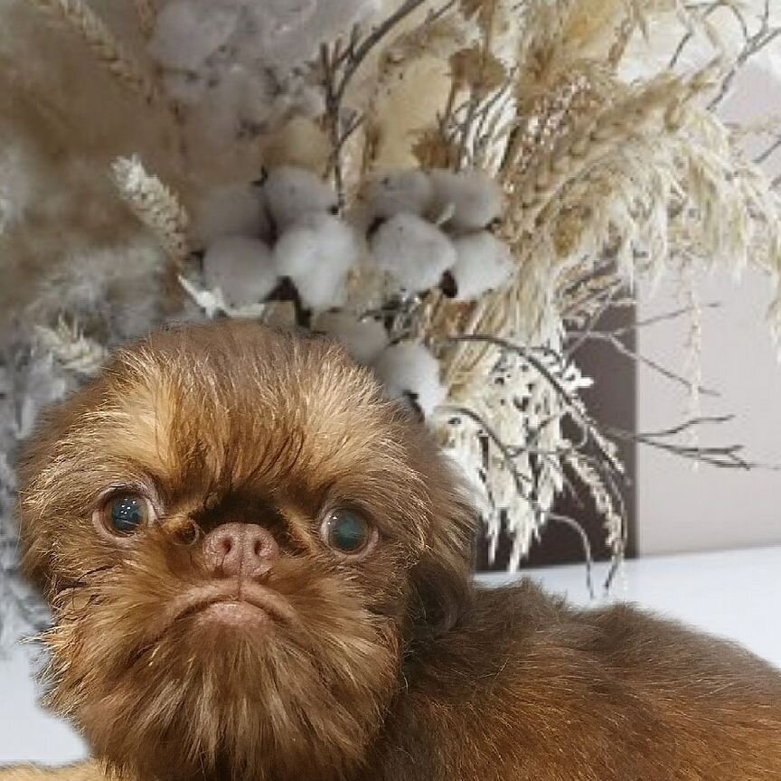 Бельгийский гриффон