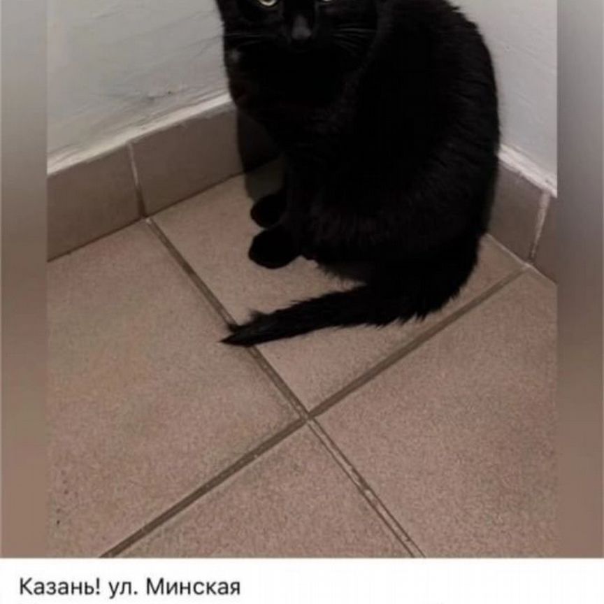 Кот
