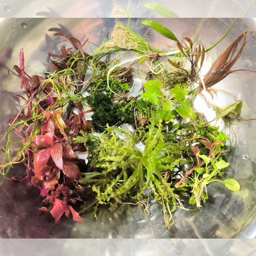 Прополка криптокорина,альтернантера,марсилия