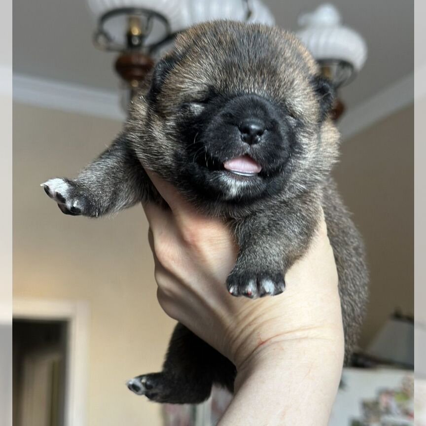 Сиба-ину, щенок