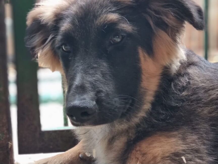 Молодой активный пёс из приюта ищет семью