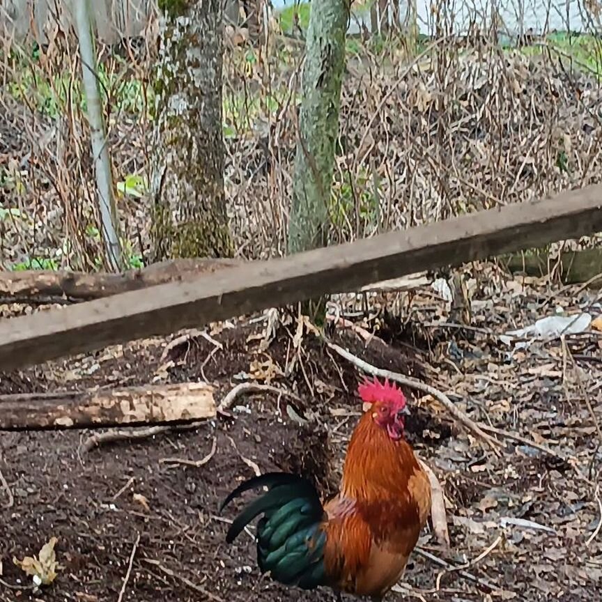 Петушки бентамки