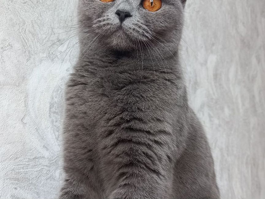 Британская голубая кошка