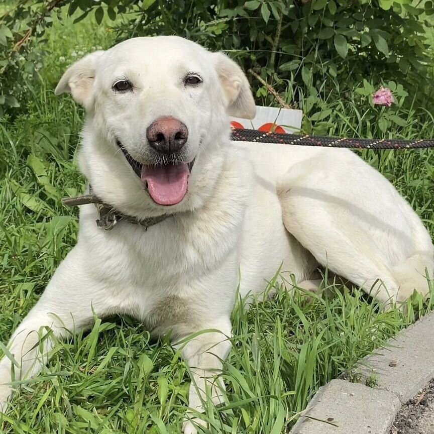 Взрослый пёс в добрые руки