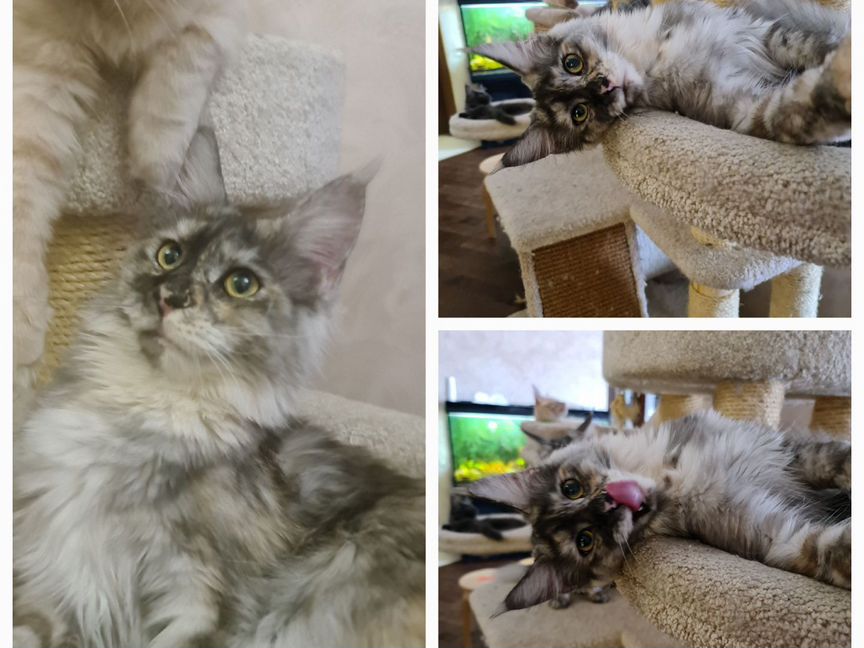 Мейн-кун девочка