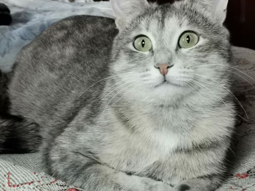 Кошечка ищет дом