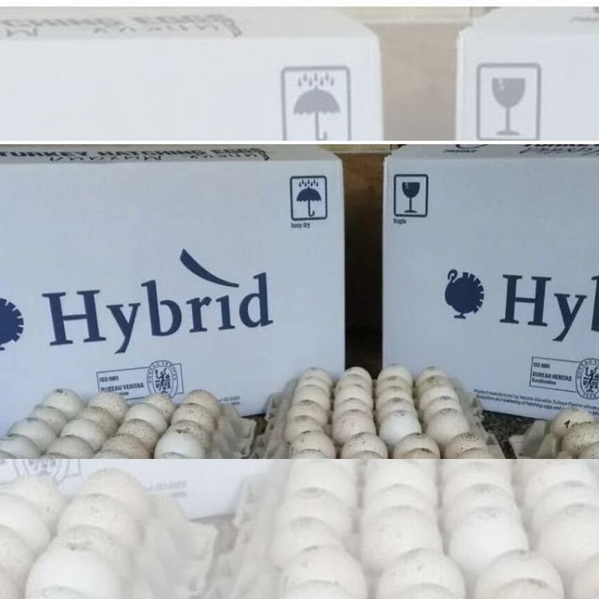 Инкубационное яйцо Индейки Хайбрид канада