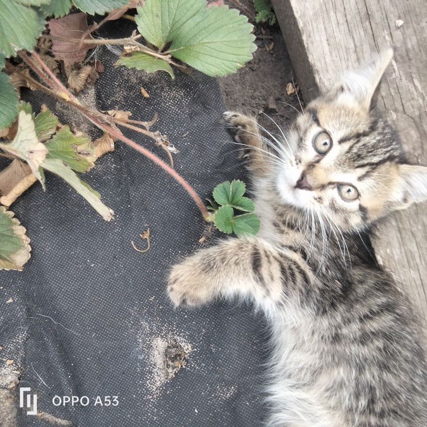 Девчушка ищет дом