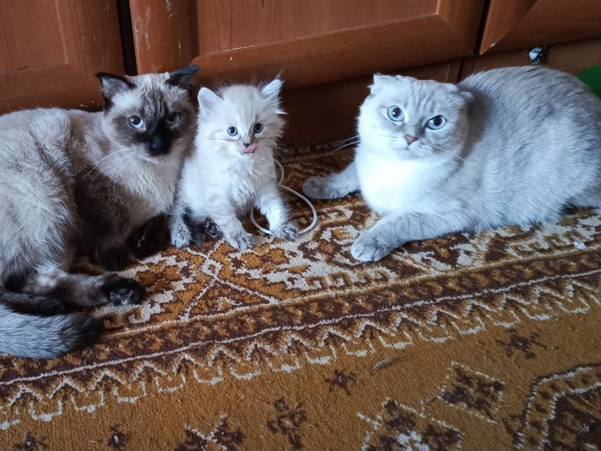 Котёнок