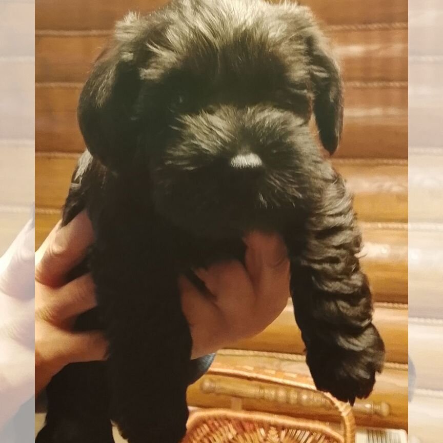 Цвергшнауцер, щенок