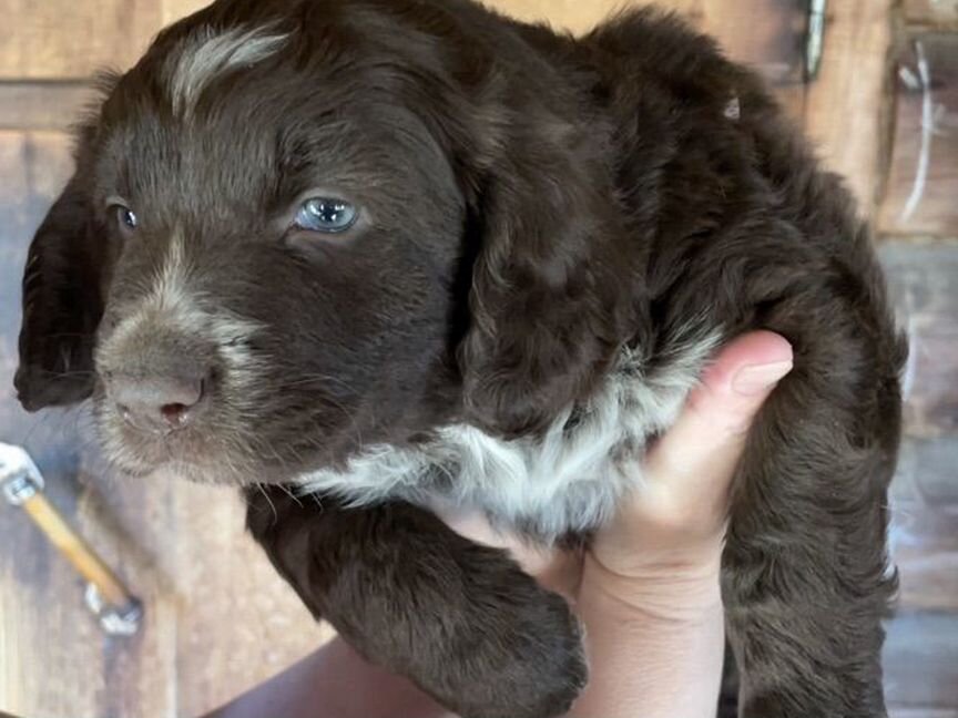 Щенки помесь спаниели и лайки