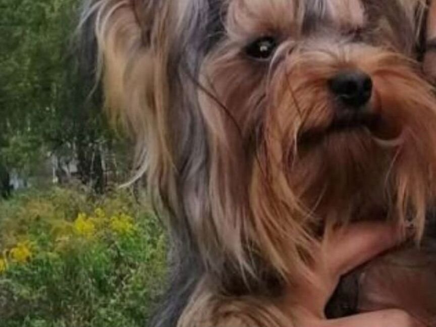 Йоркширский терьер