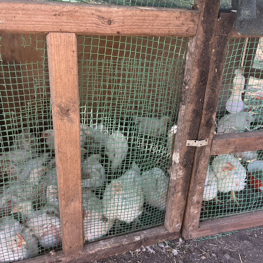 Куры бройлеры