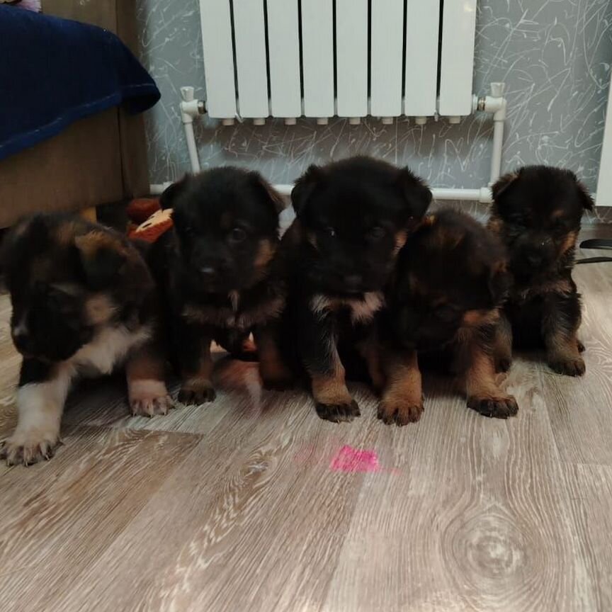 Продам щенков немецкой овчарки