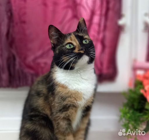 Добрая кошечка Мята ищет дом