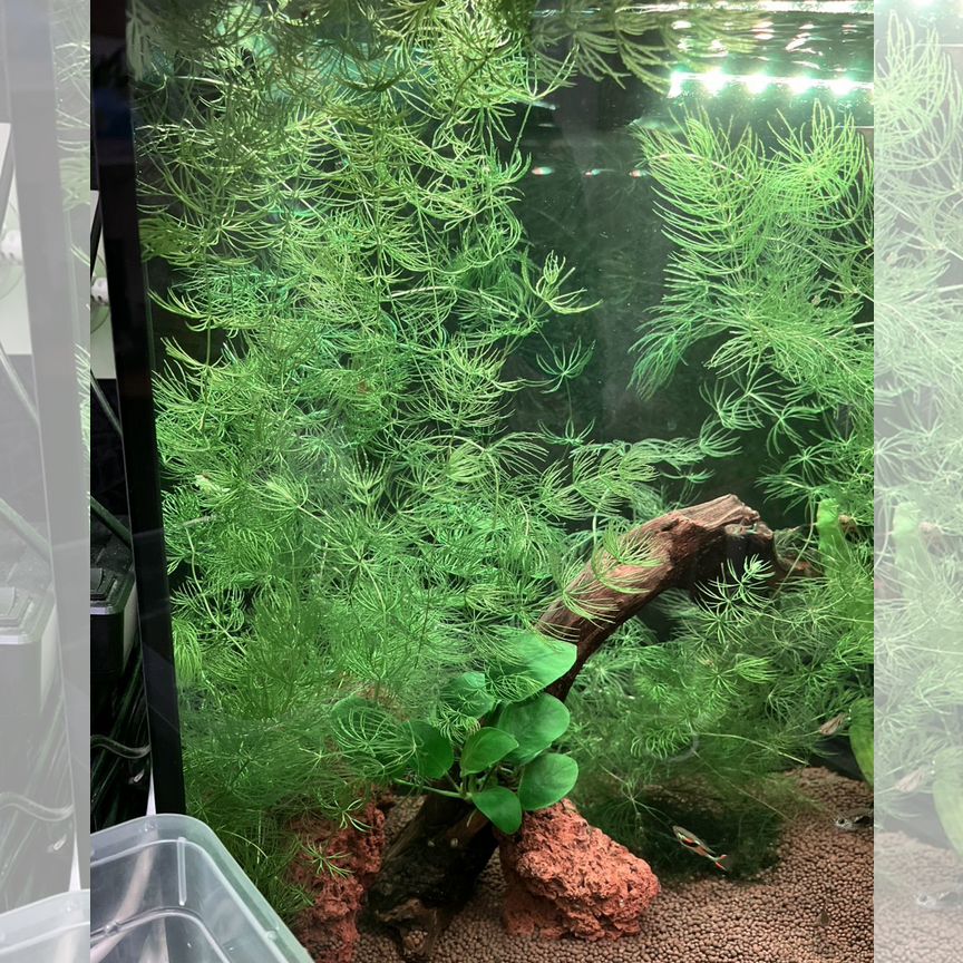 Роголистник в аквариум