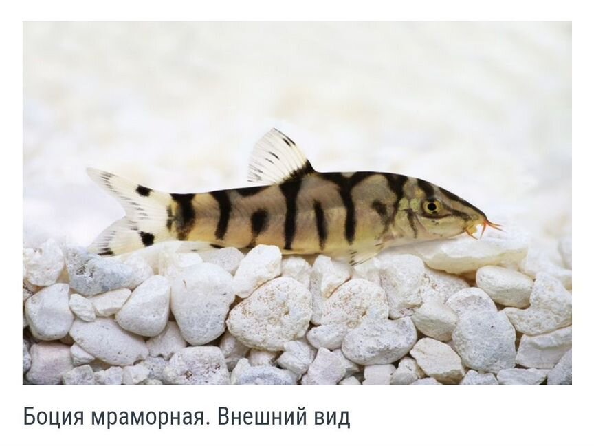 Боции мраморные обмен, продажа