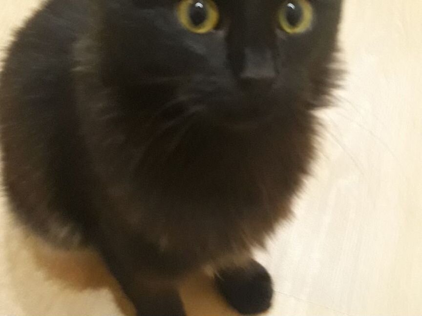 Кошка очень ласковая 4мес в хорошие руки