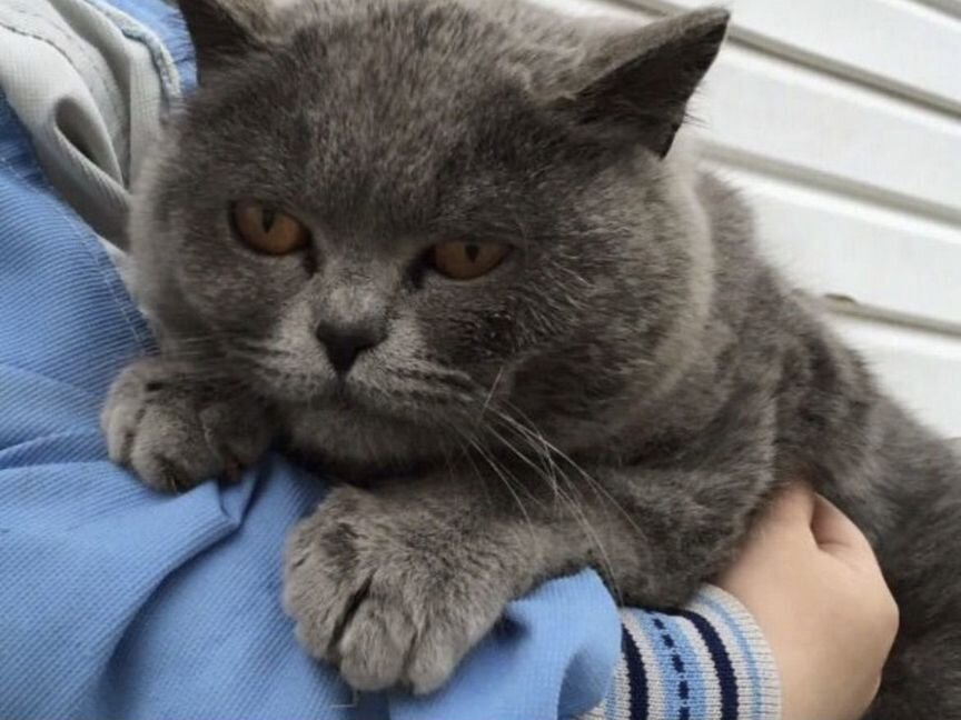 Воспитанная малышка ищет дом