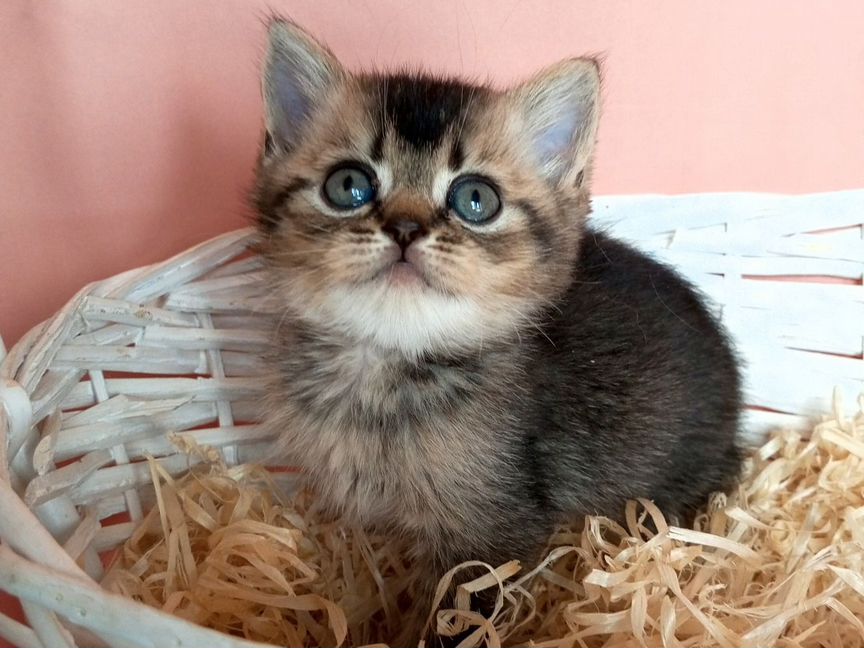 Британская красотка