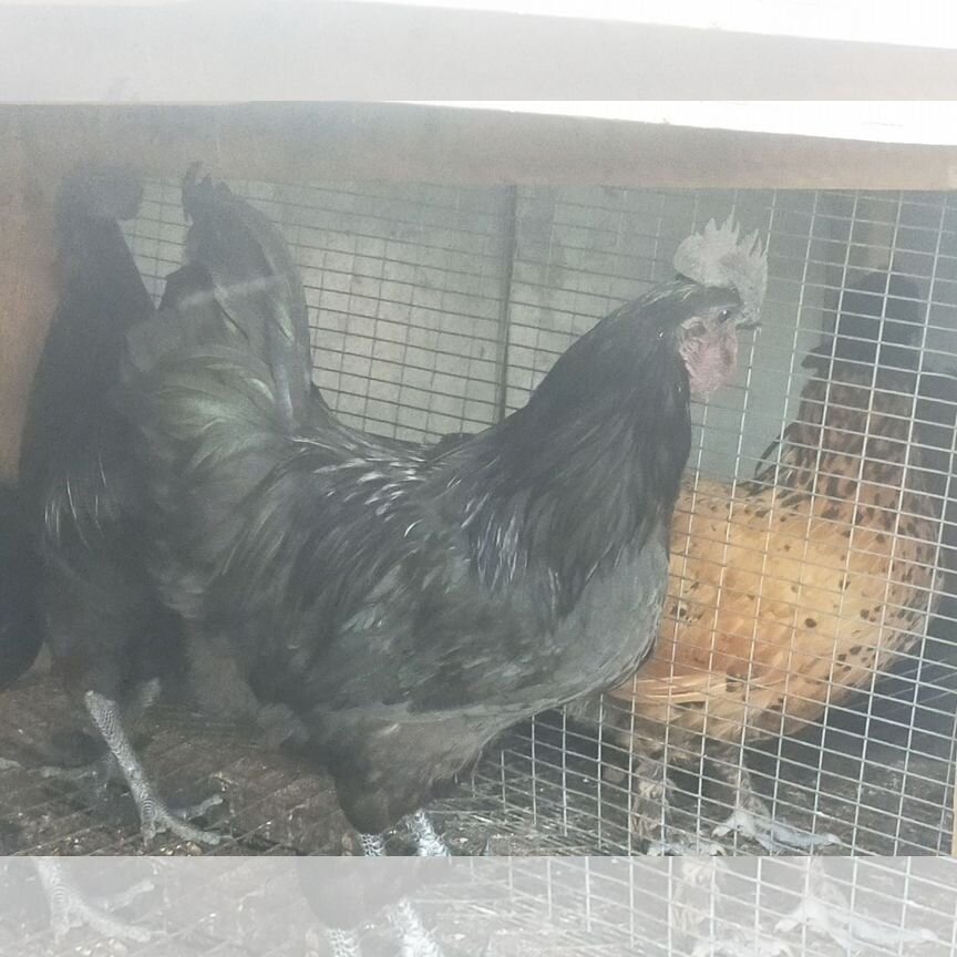 Петух ухейилюй