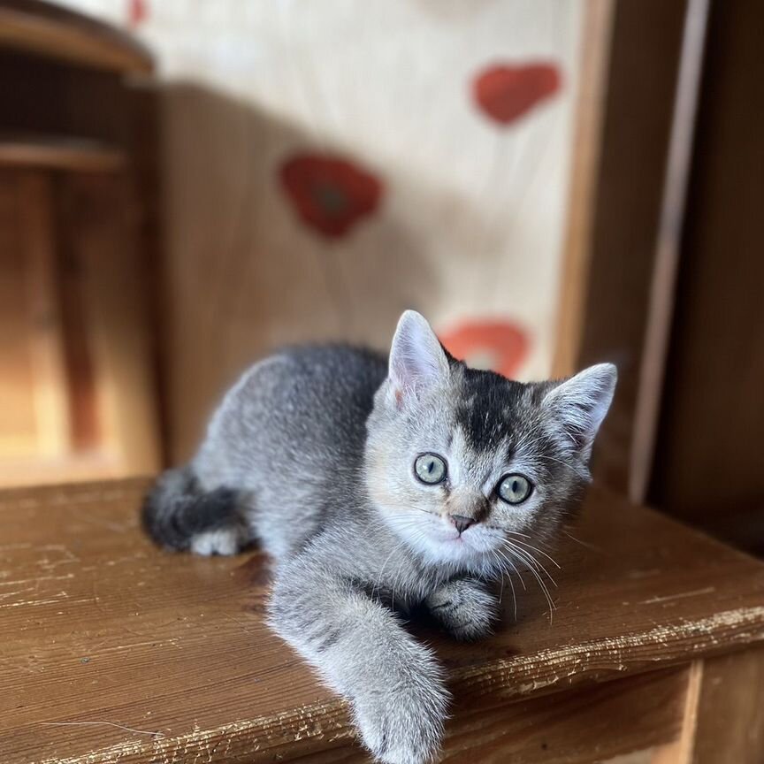 Британские котята