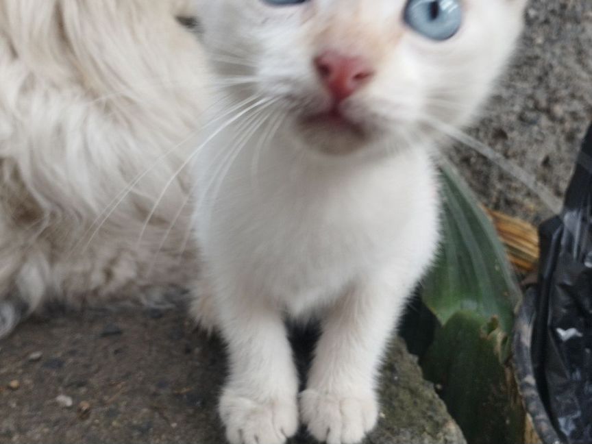 Кошка