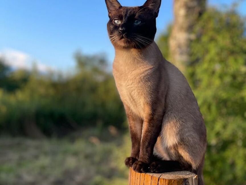 Тайский кот вязка