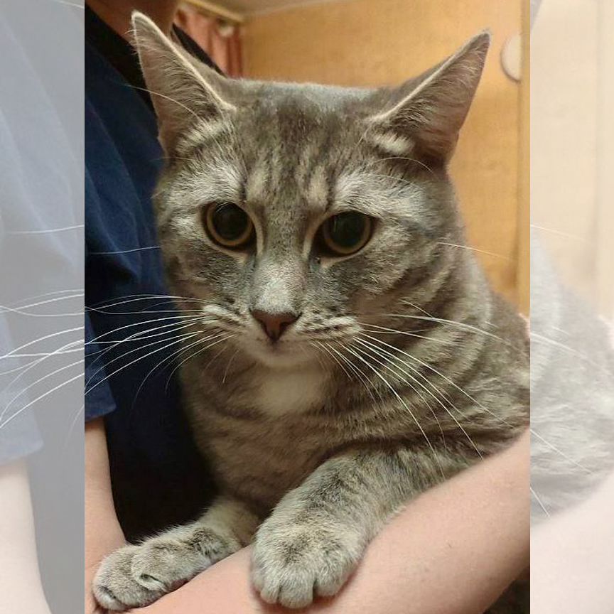 Нежный Лютик ищет дом