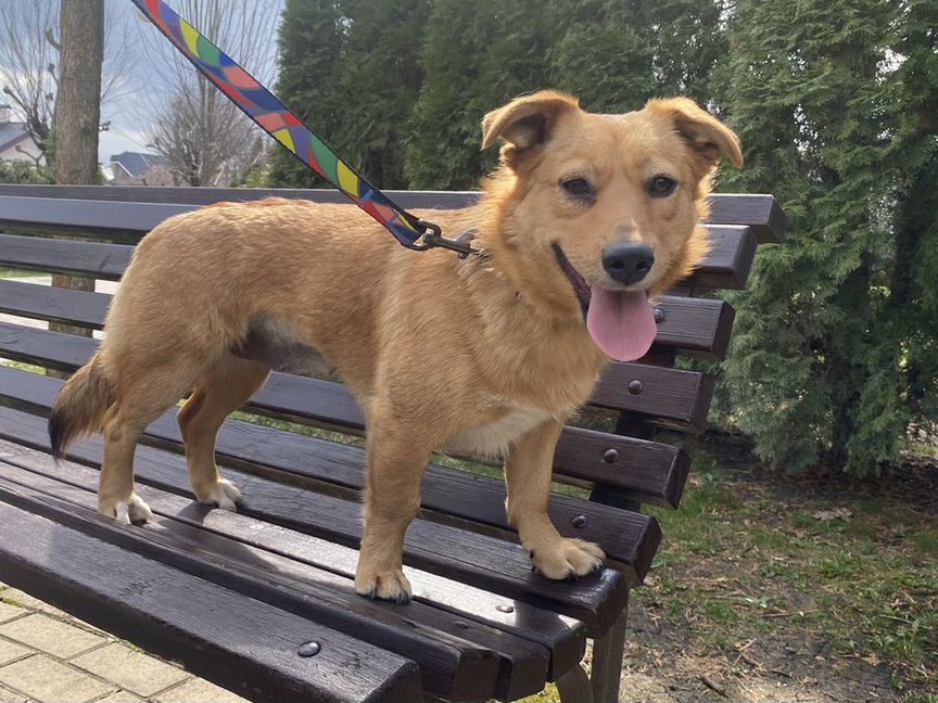 Небольшая собачка ищет дом