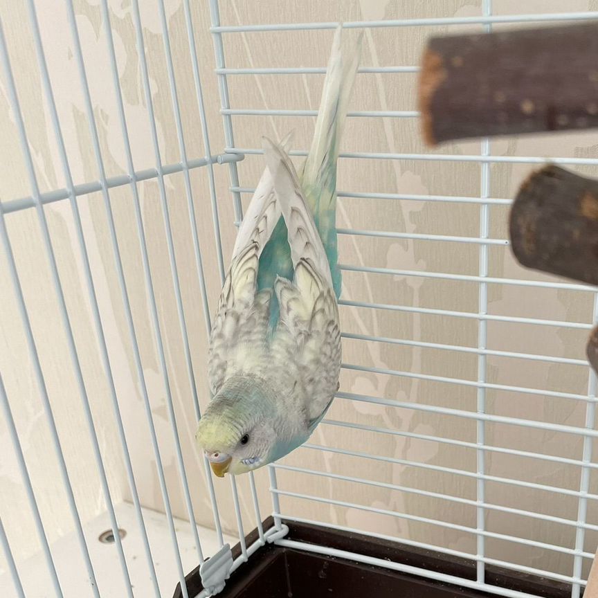 Волнистый попугай девочка